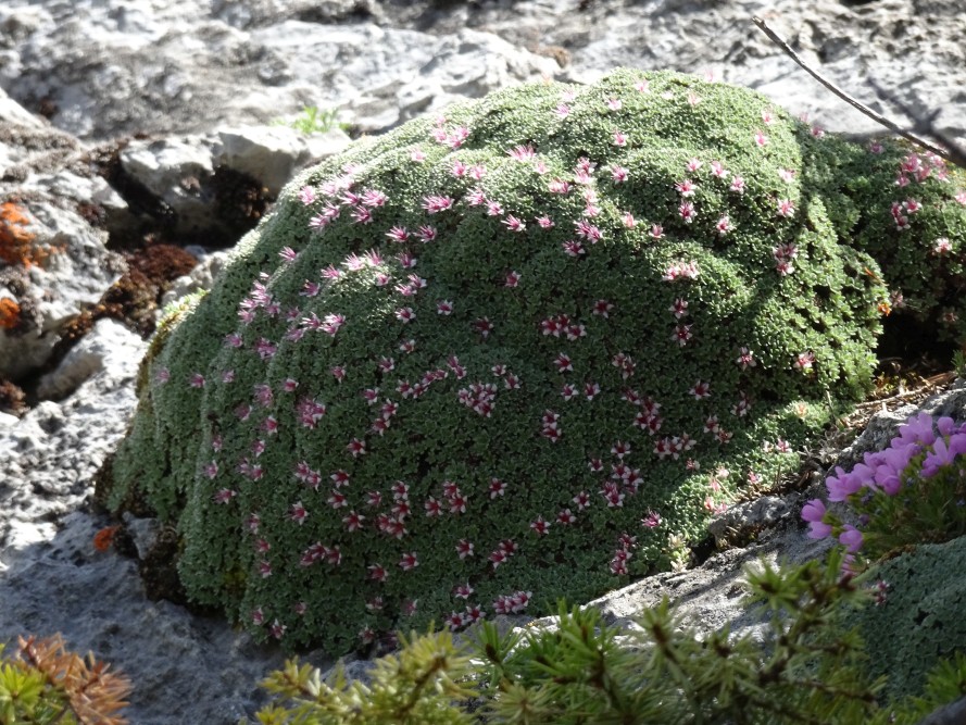 Peak 6780 MT | May 2017 | pnwsota.org